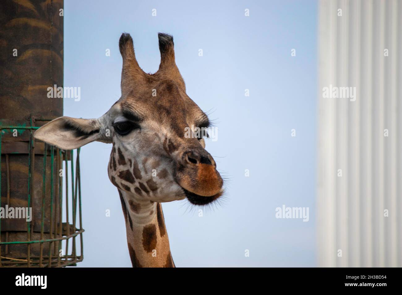 giraffe portrait, fluffy cute giraffe face Stock Photo - Alamy