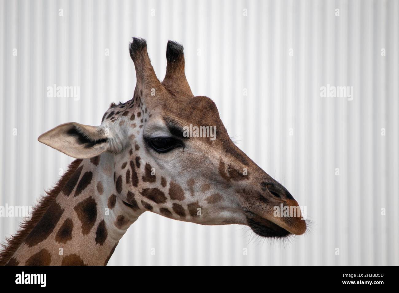giraffe portrait, fluffy cute giraffe face Stock Photo - Alamy