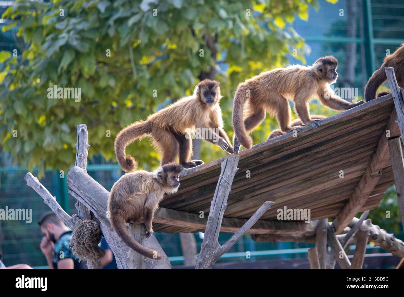 beautiful fluffy monkeys play on their playground in the zoo Stock ...