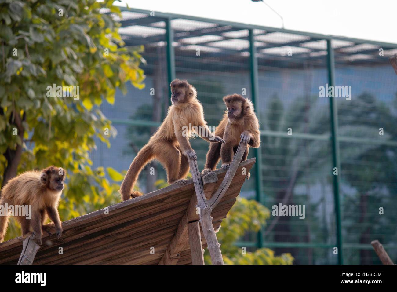 Zoo safari playground hi-res stock photography and images - Alamy