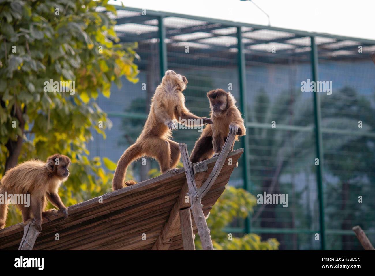 beautiful fluffy monkeys play on their playground in the zoo Stock ...