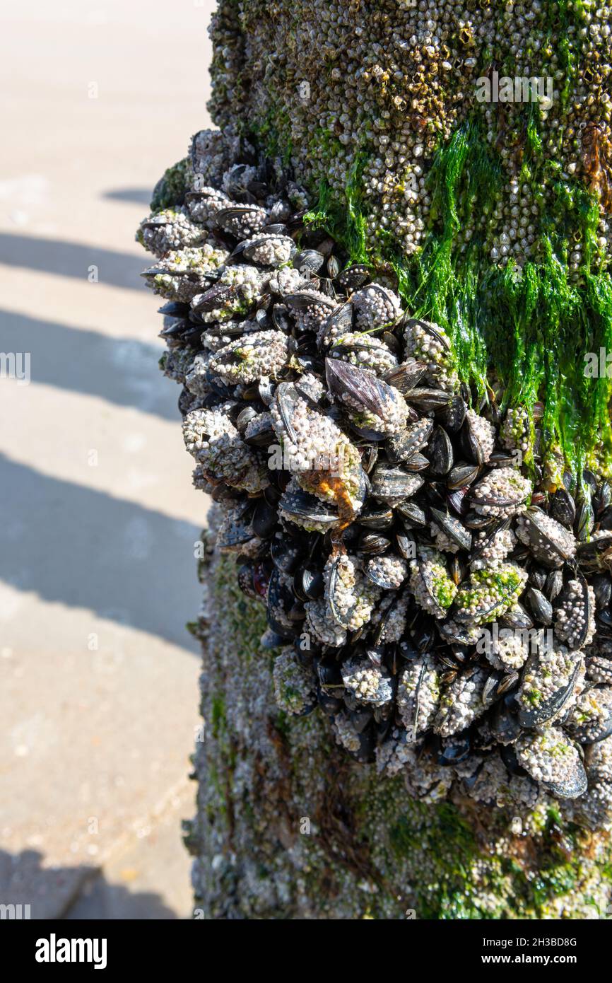 Groups of live mussels clams shellfish growing on wooden poles at low ...