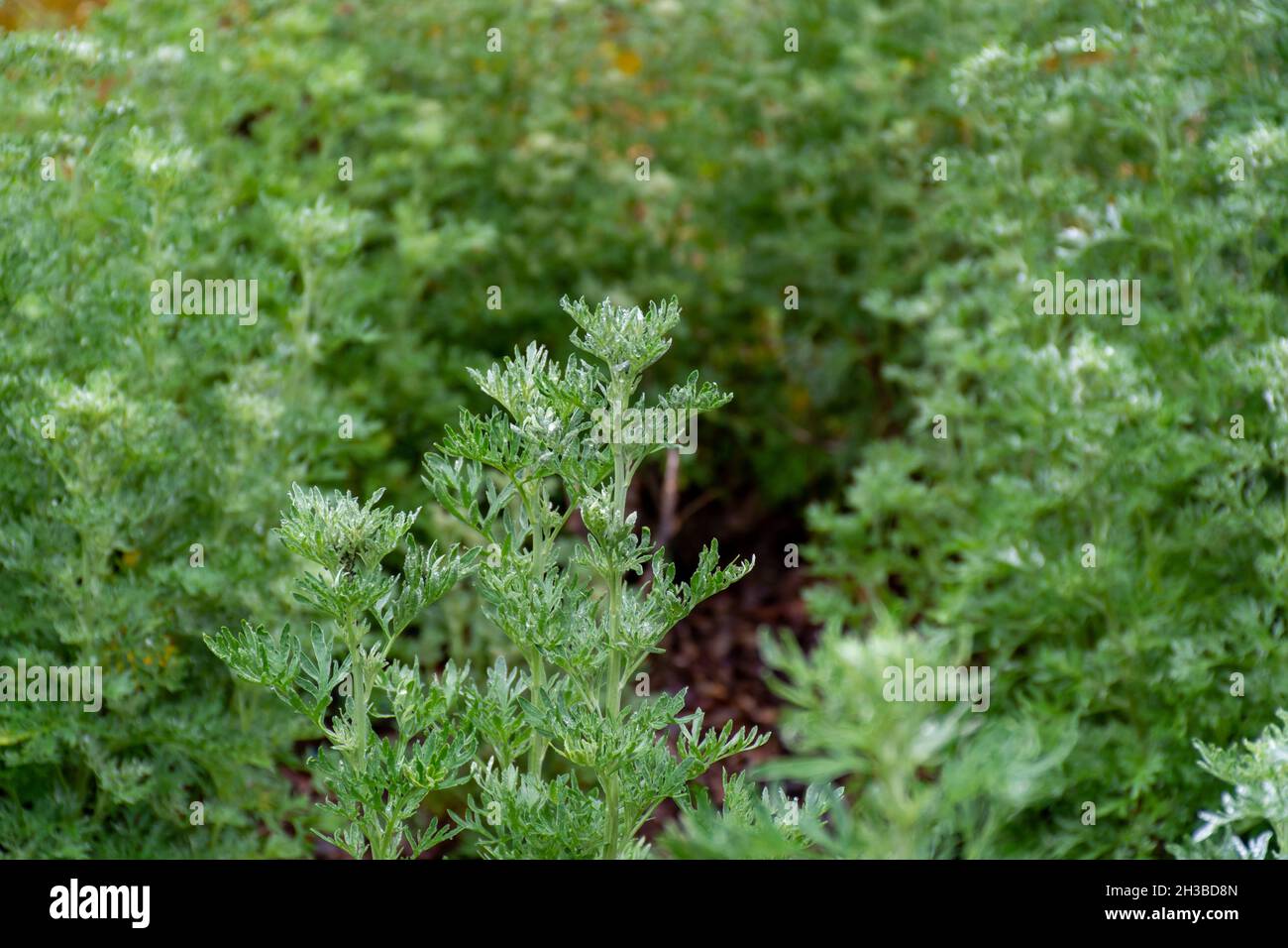 Botanical collection, young green leaves of Artemisia absinthium ...