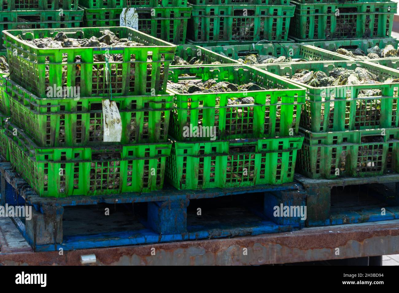 Tasty oysters shellfish breeding farms in Yerseke, Zeeland, Netherlands ...