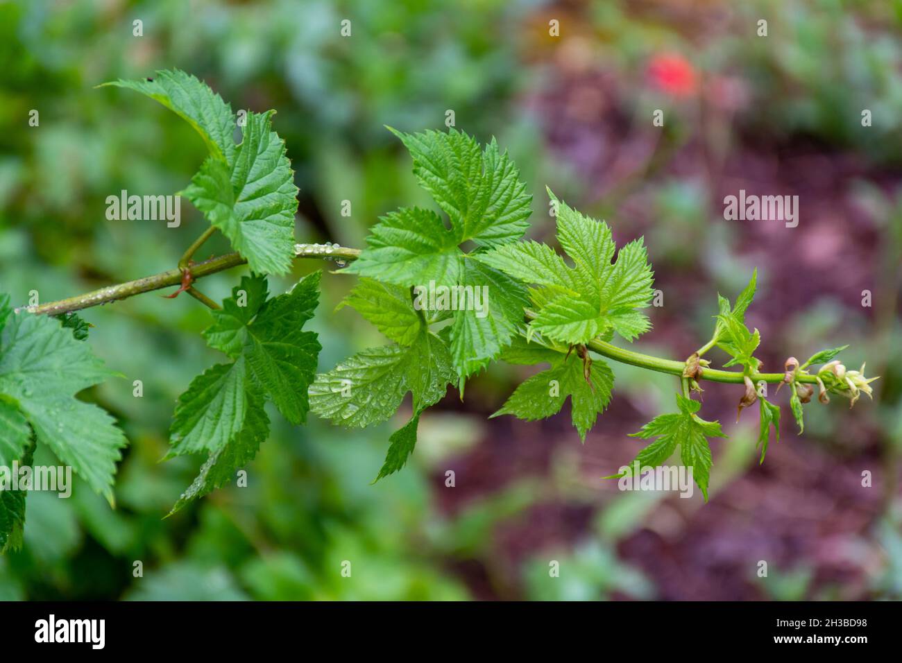 Botanical collection, green leaves of Humulus lupulus or hop plant used ...