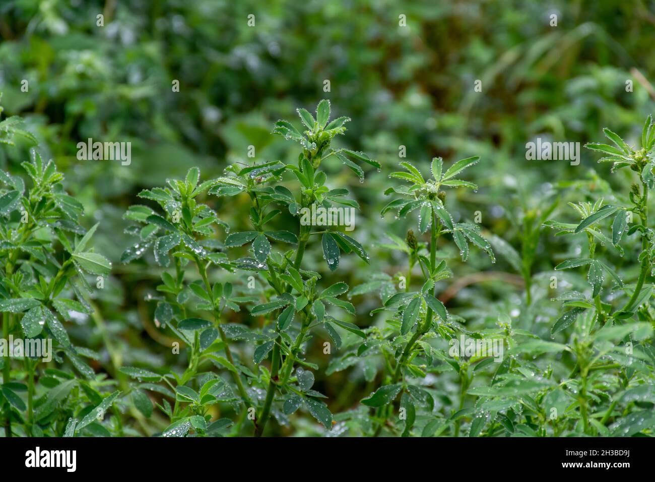 Botanical collection, medicago sativa, alfalfa or luzerne plant in ...