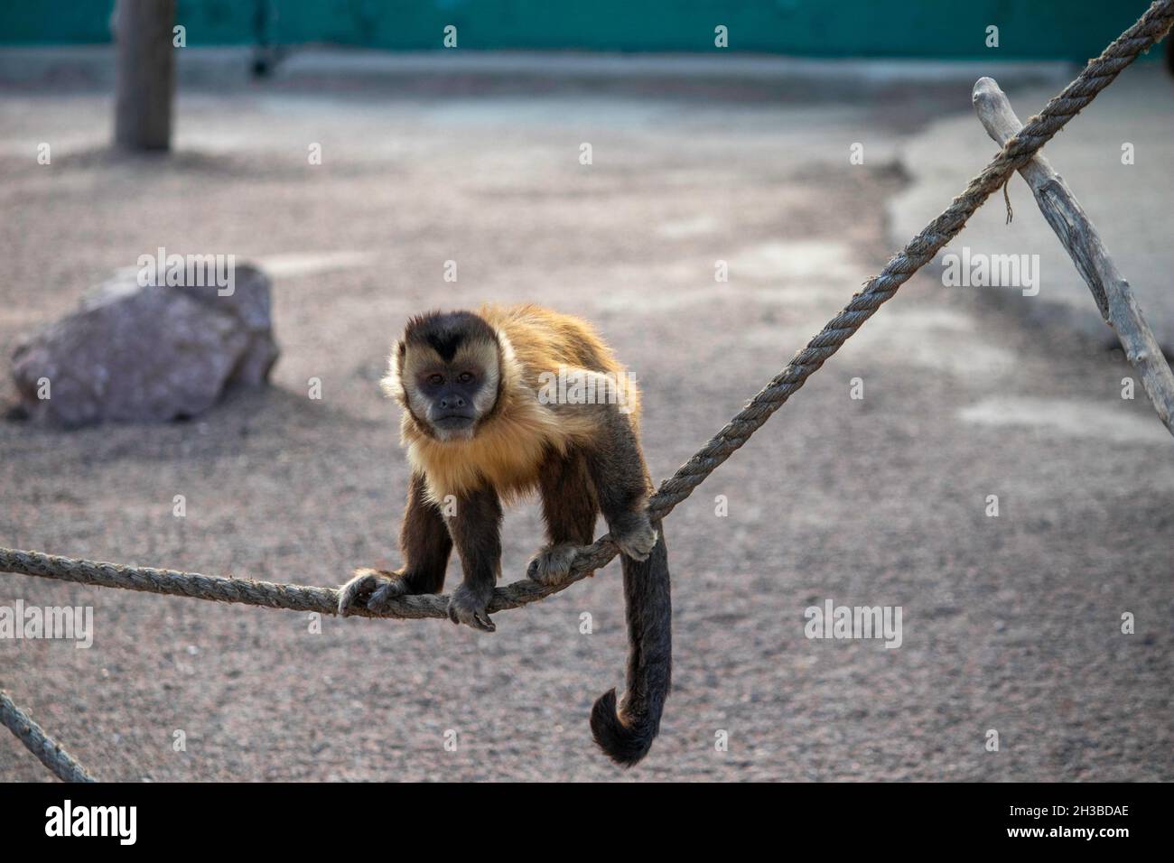 Fluffy monkey hi-res stock photography and images - Alamy