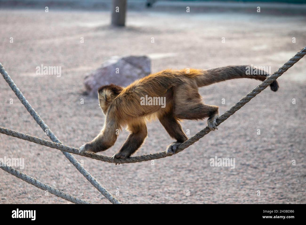 cute fluffy monkey walks on a tightrope, ginger monkey in zoos plays on ...