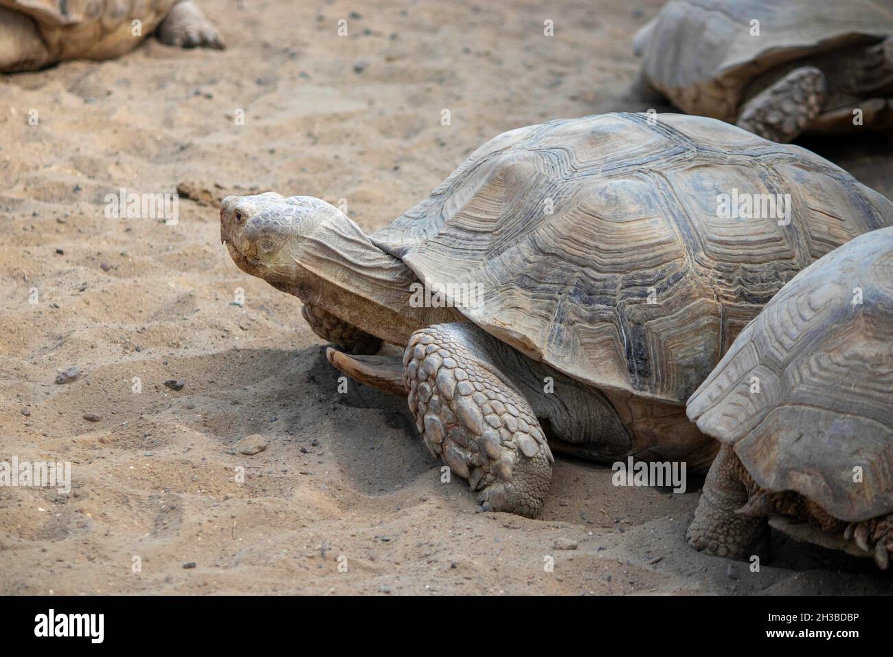 Giant aviary hi-res stock photography and images - Alamy