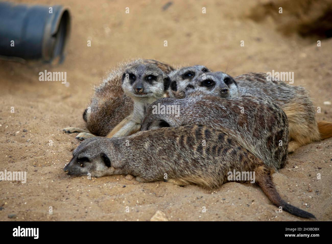 Mongoose side on hi-res stock photography and images - Alamy