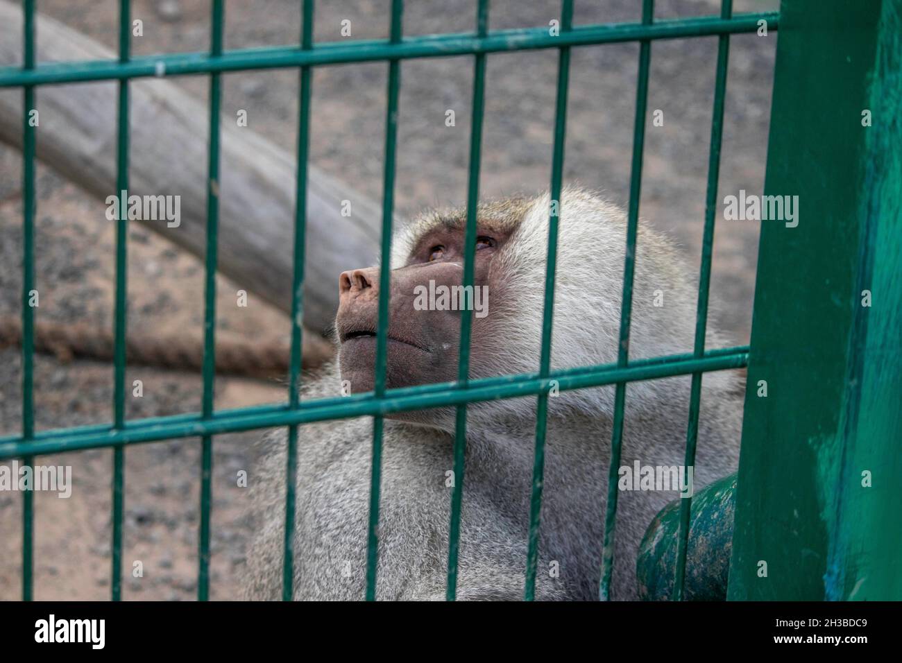 monkey sad in cages in the zoo Stock Photo - Alamy