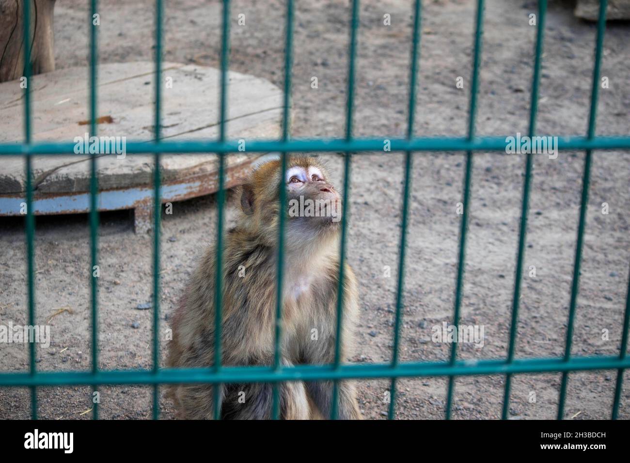 monkey sad in cages in the zoo Stock Photo - Alamy
