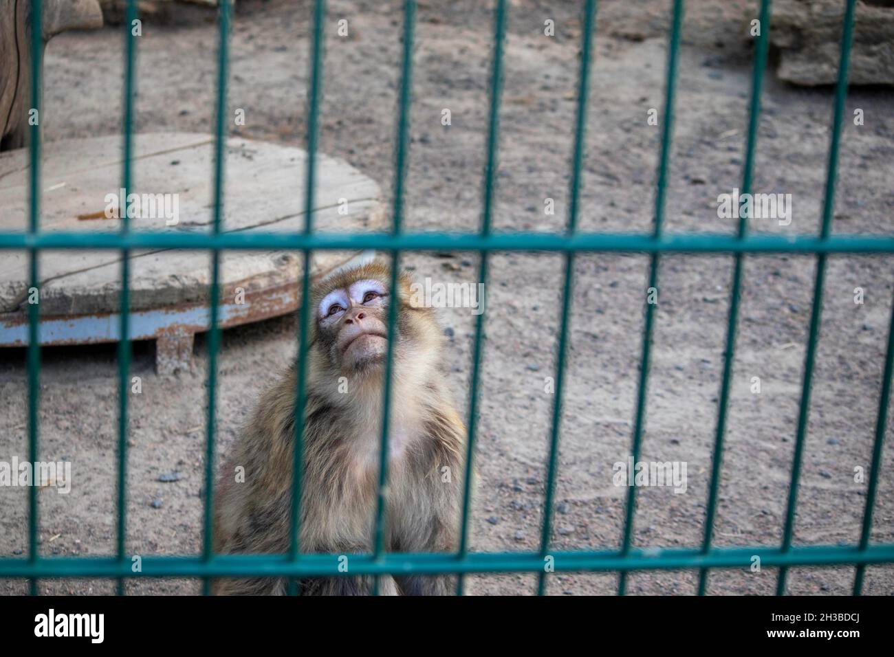 monkey sad in cages in the zoo Stock Photo - Alamy