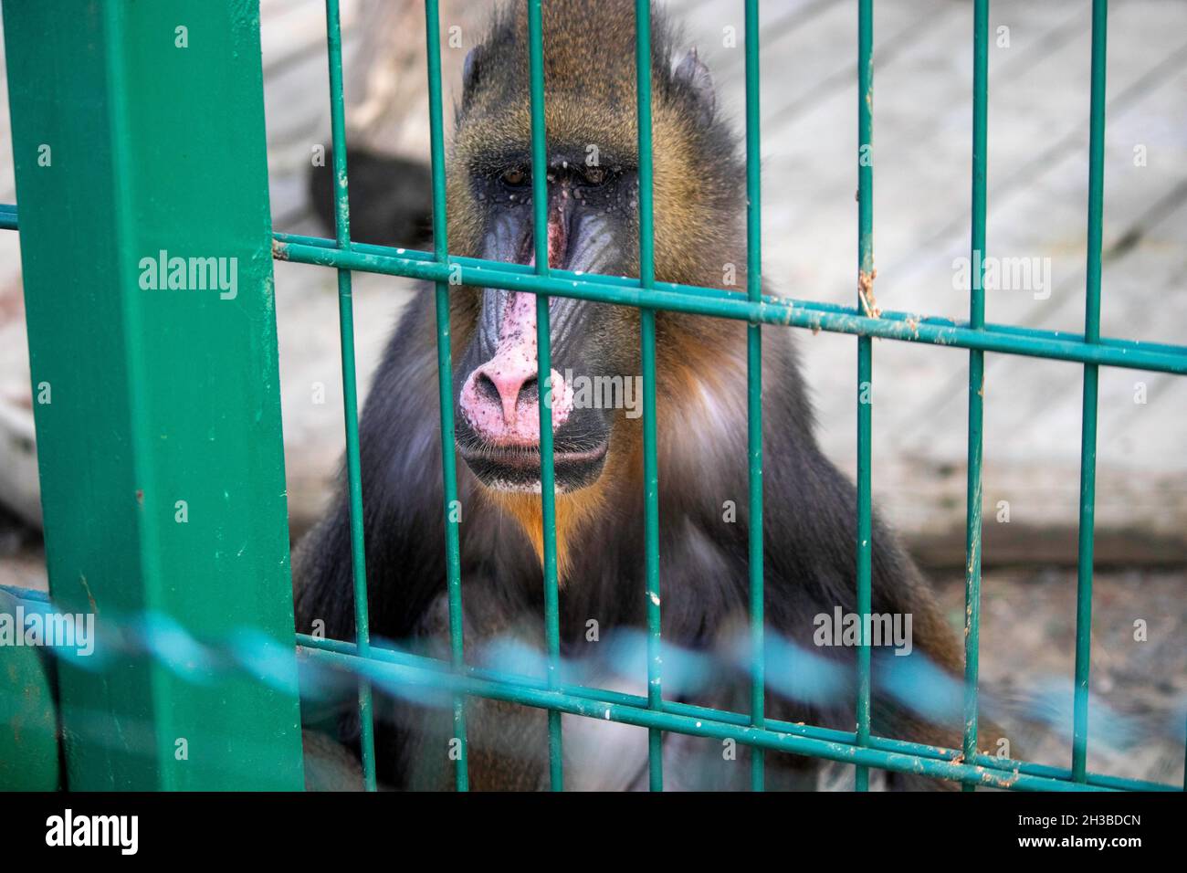monkey sad in cages in the zoo Stock Photo - Alamy