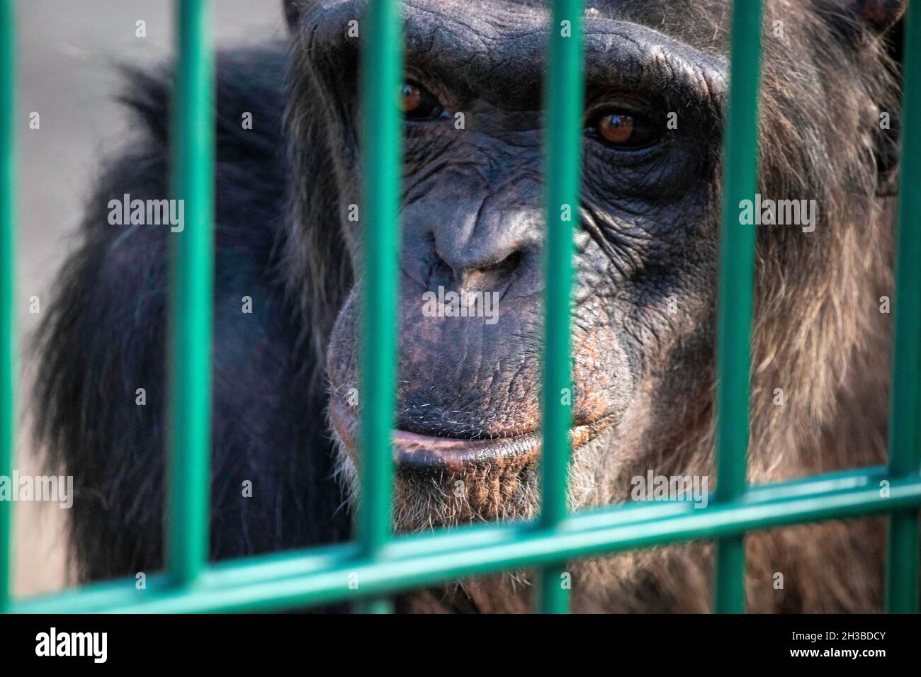 monkey sad in cages in the zoo Stock Photo - Alamy