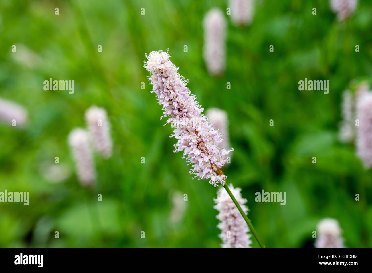 Botanical collection, young green leaves and pink flowers of medicinal ...