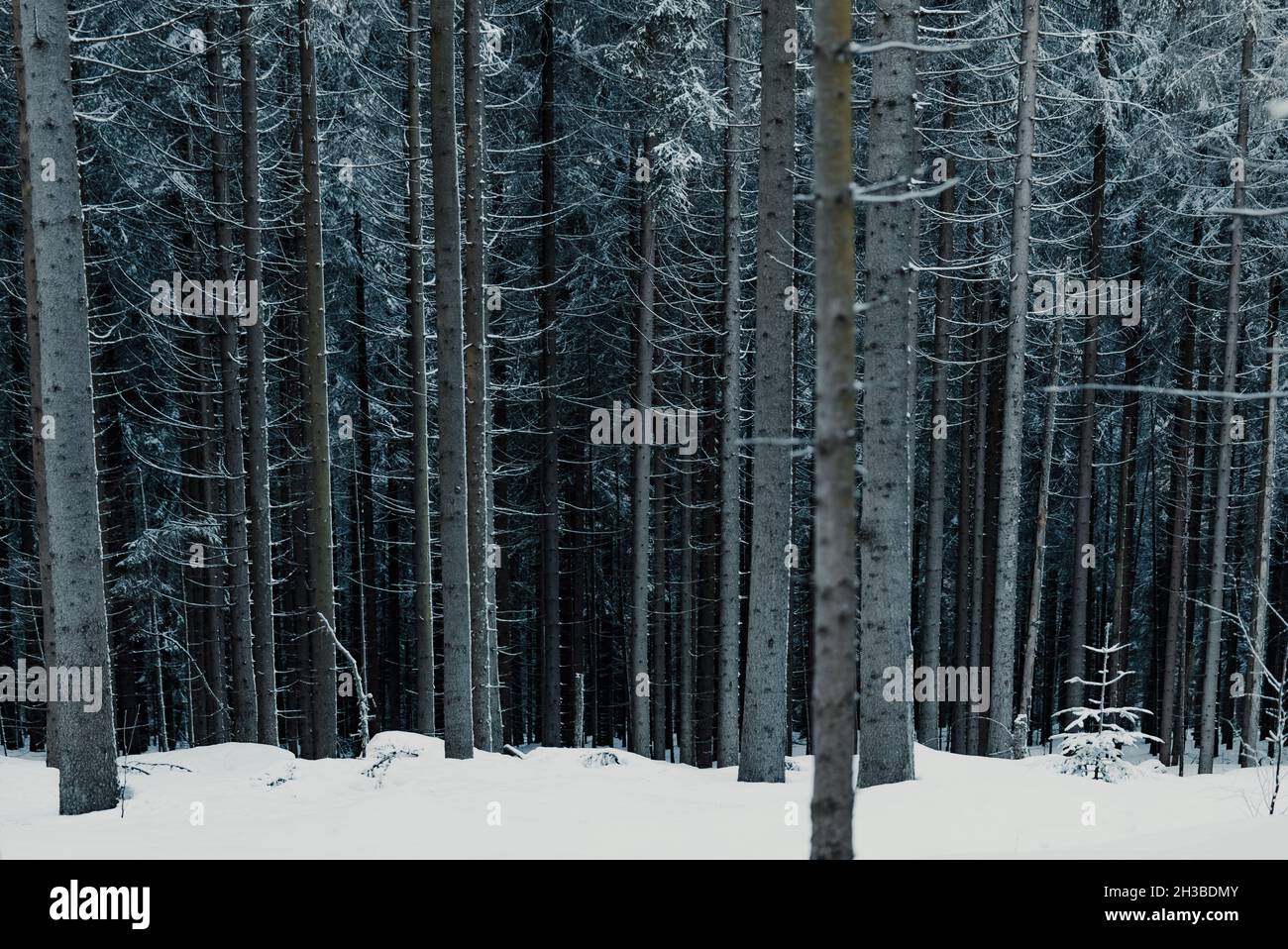 Deep forest trees hi-res stock photography and images - Alamy