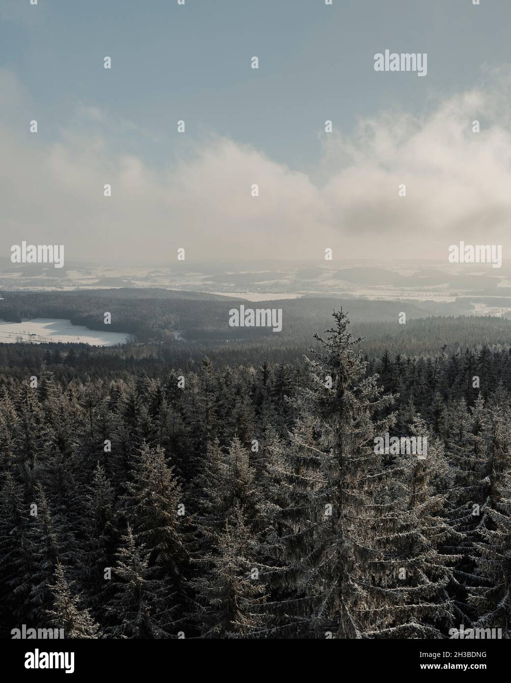 Pine trees in fields hi-res stock photography and images - Alamy