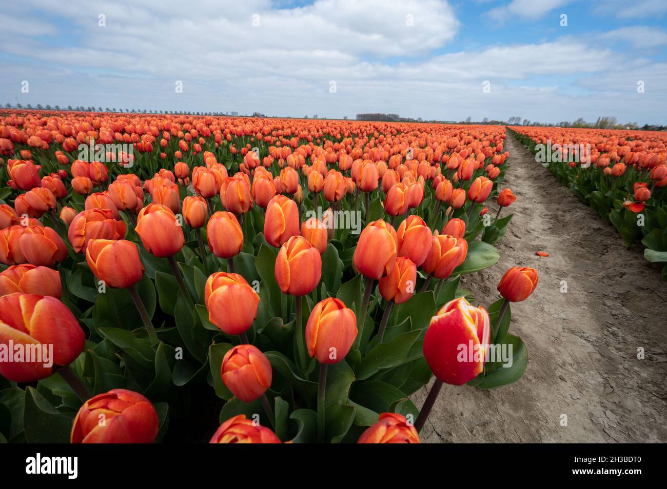 Tulip bulbs production industry, colorful tulip flowers fields in ...