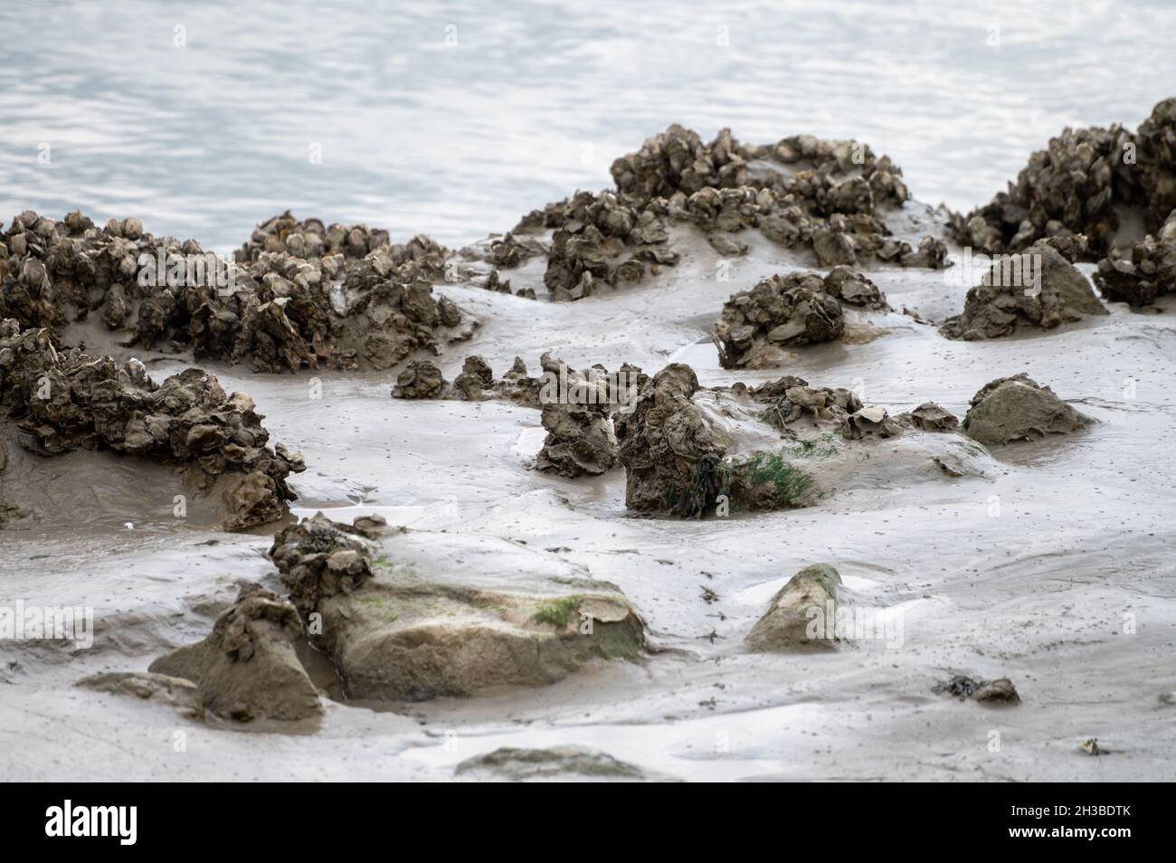 Group of live oysters shellfish growing on stones on sand at low tide ...