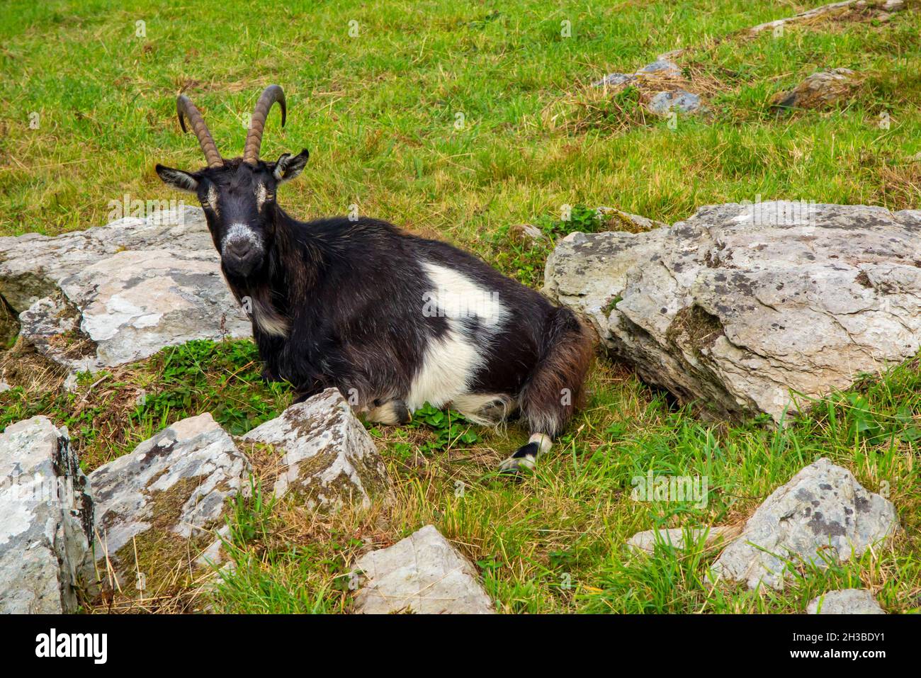 Wild goat at The Valley of Rocks near Lynmouth in Exmoor National Park ...