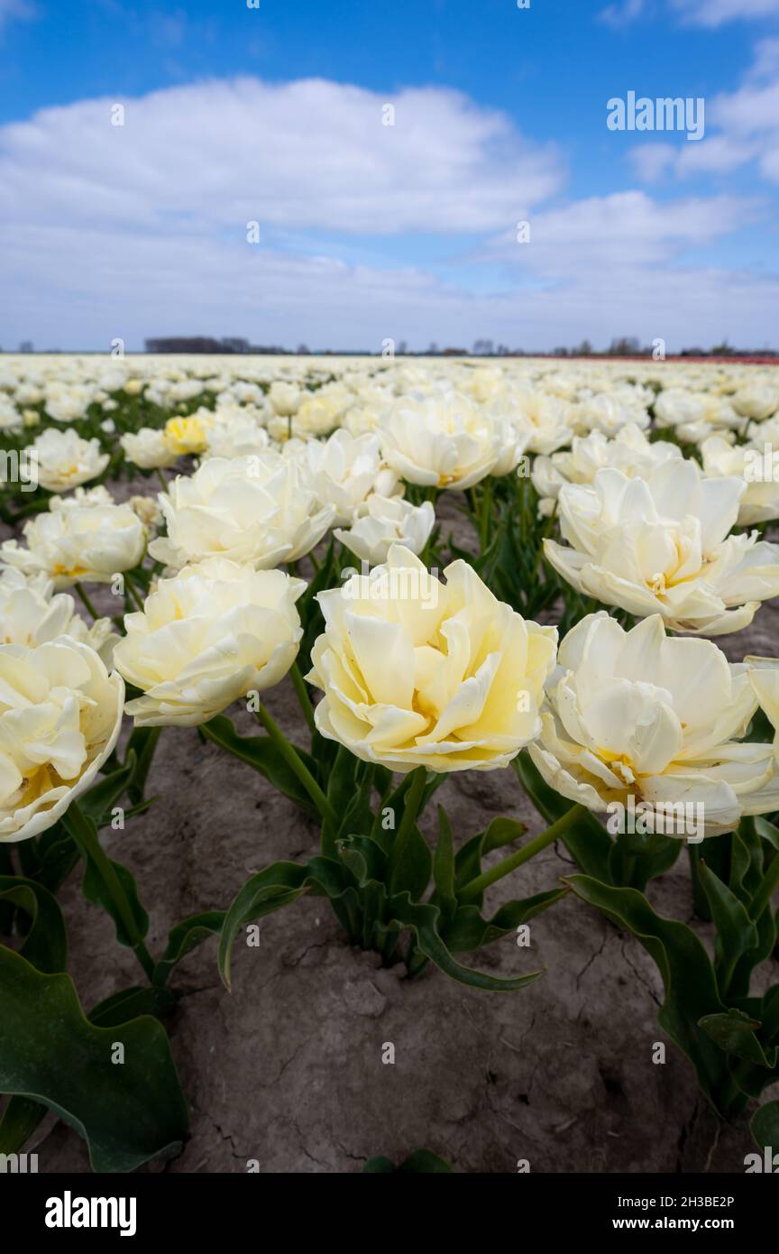 Tulip bulbs production industry, colorful tulip flowers fields in ...