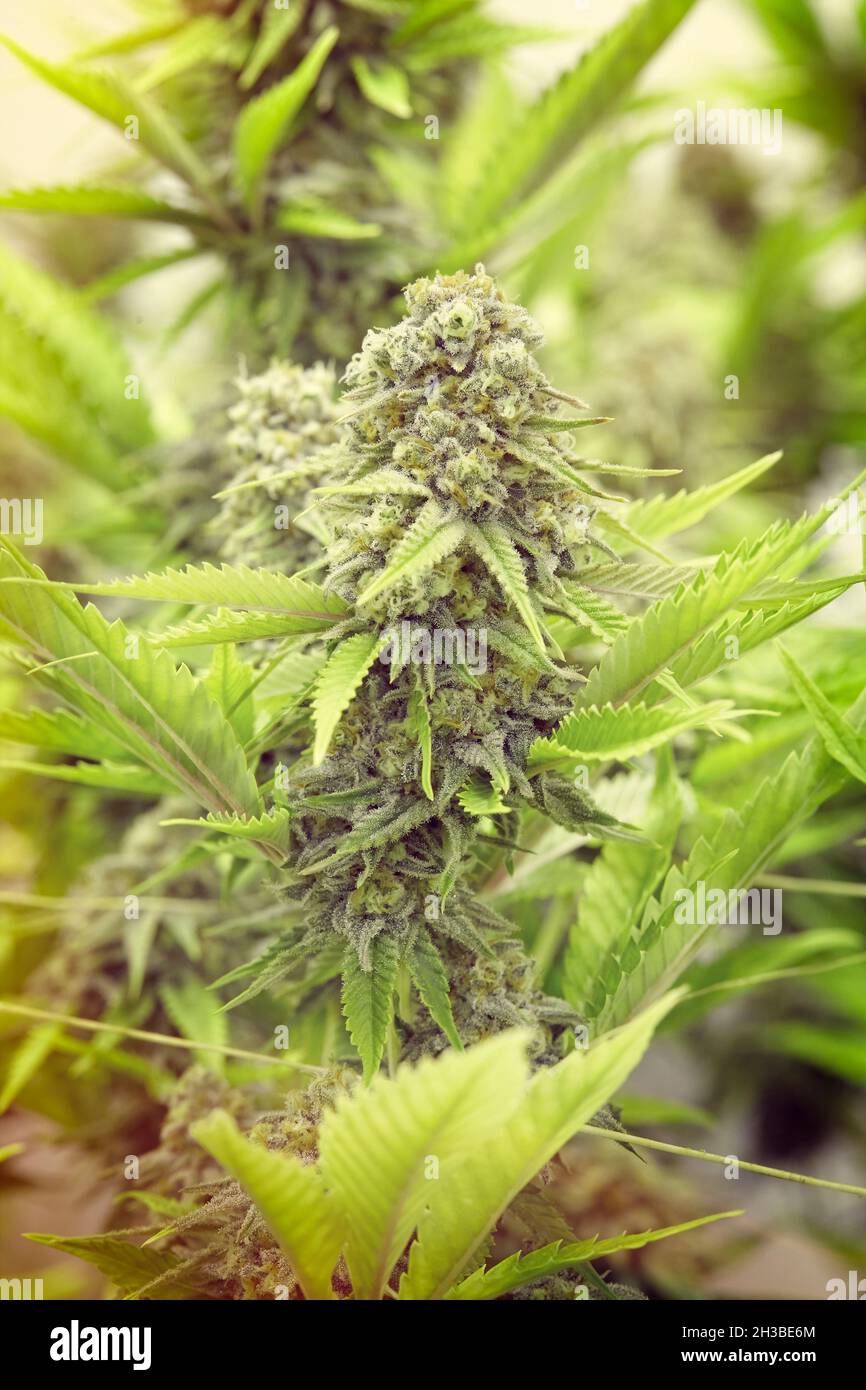 Pineapple express hi-res stock photography and images - Alamy