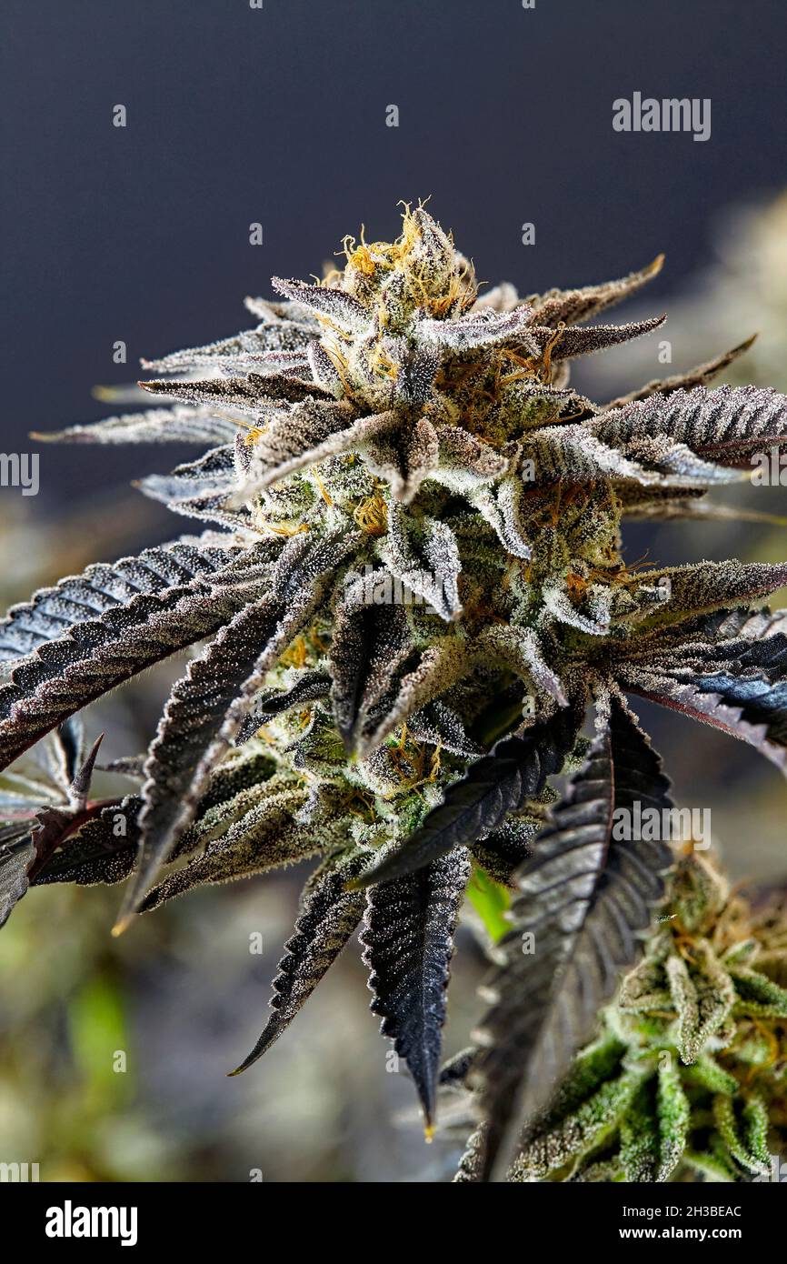 Cannabis strain gelato 33 hi-res stock photography and images - Alamy