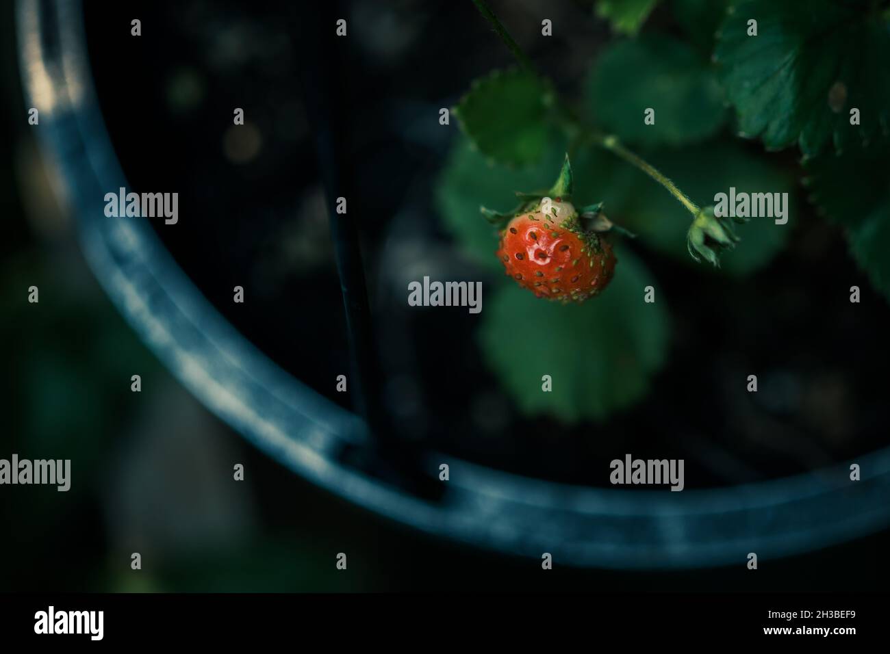 Home grown strawberry with dark and moody lighting Stock Photo - Alamy