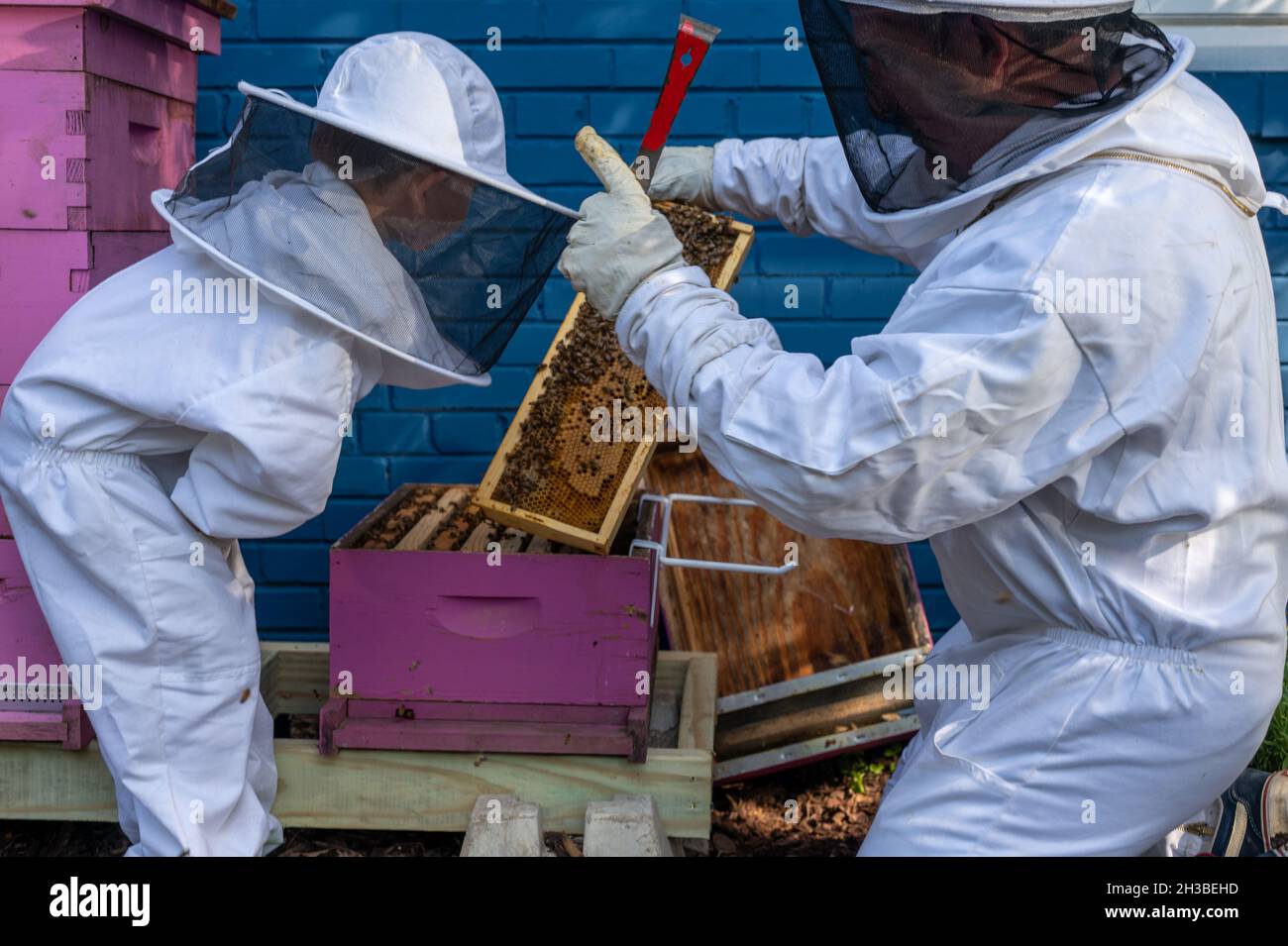 Father teaches son about keeping bees Stock Photo - Alamy