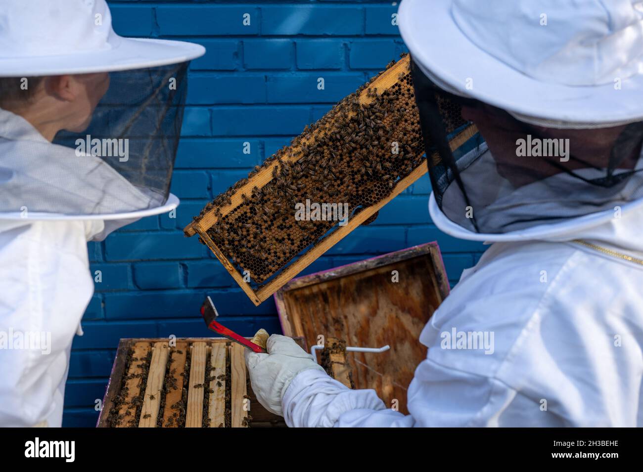 Father and son beekeepers checking their hives Stock Photo - Alamy