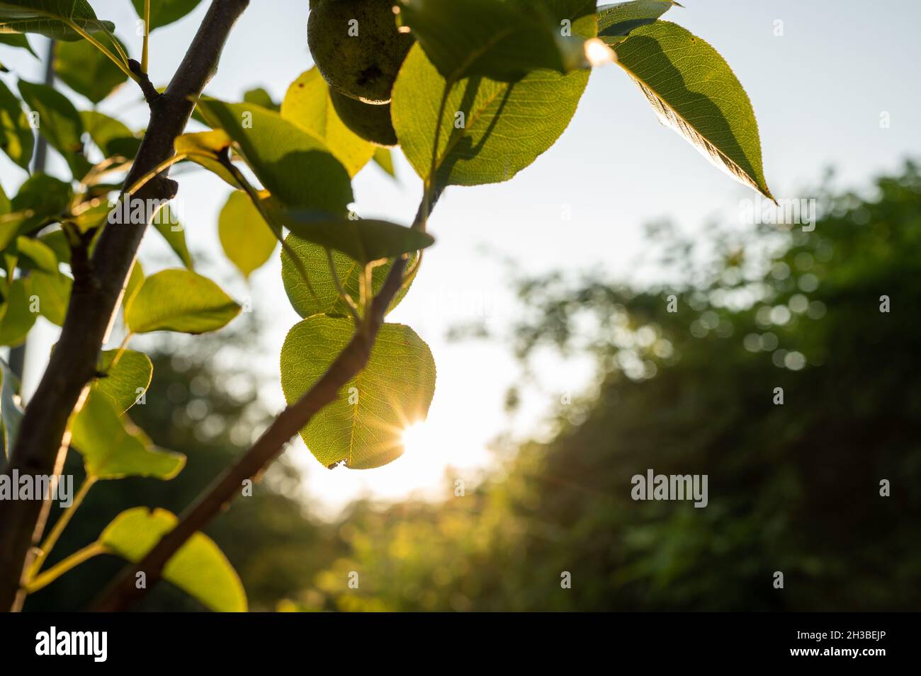 Tree leaves bursting hi-res stock photography and images - Alamy