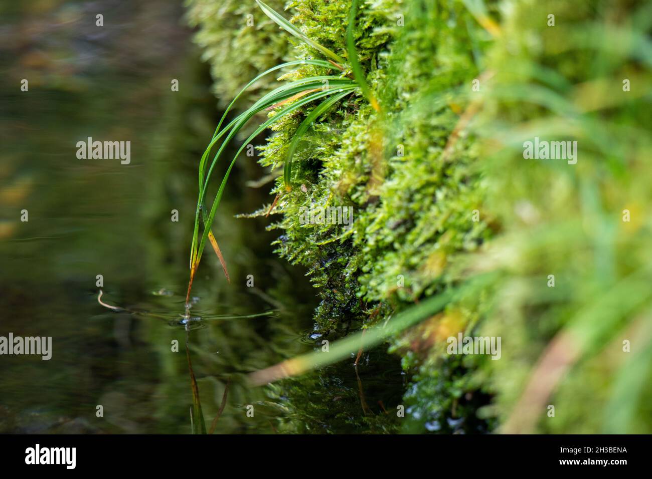 Closeup of moss and grass touching surface of alpine river Stock Photo ...