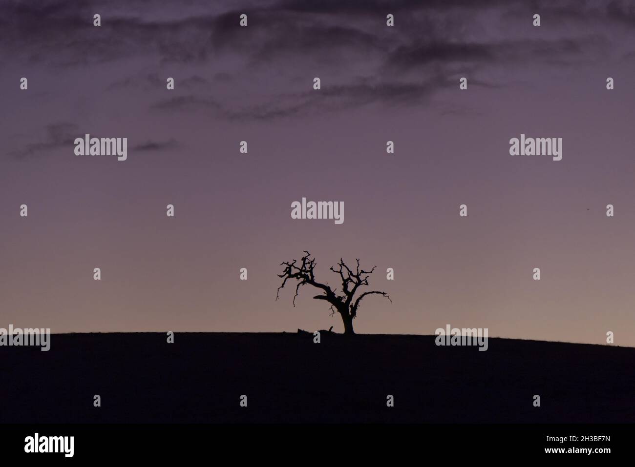 Scraggly Tree Silhouette on a Hill Stock Photo - Alamy