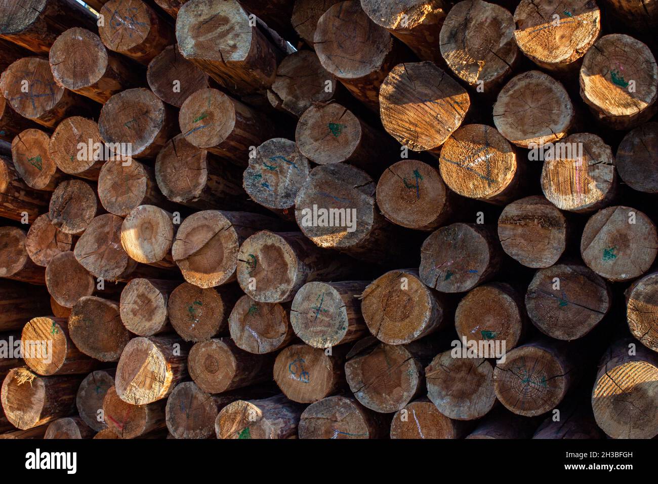 Tree trunks, stack of cut tree trunks. Close-up pile of wood logs Stock ...