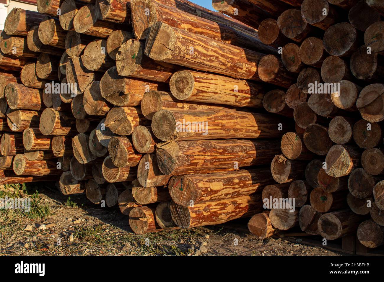 Tree trunks, stack of cut tree trunks. Close-up pile of wood logs Stock ...