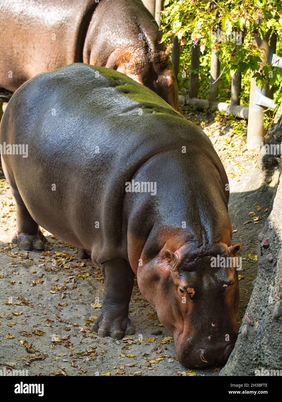 Hippopotamus in Kansas City Zoo in Kansas City Missouri Stock Photo - Alamy