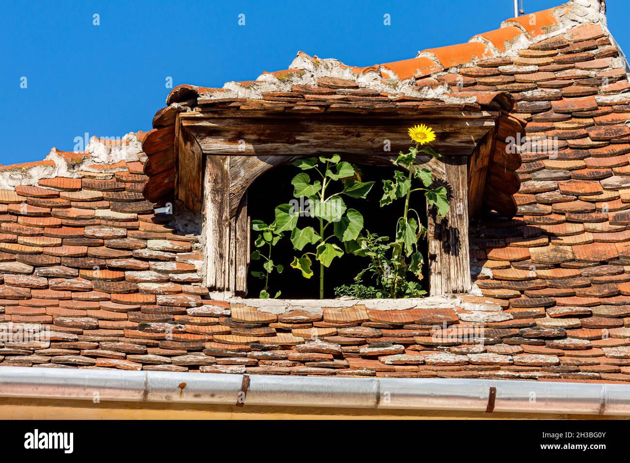 A Sunflower in a roof window Stock Photo - Alamy