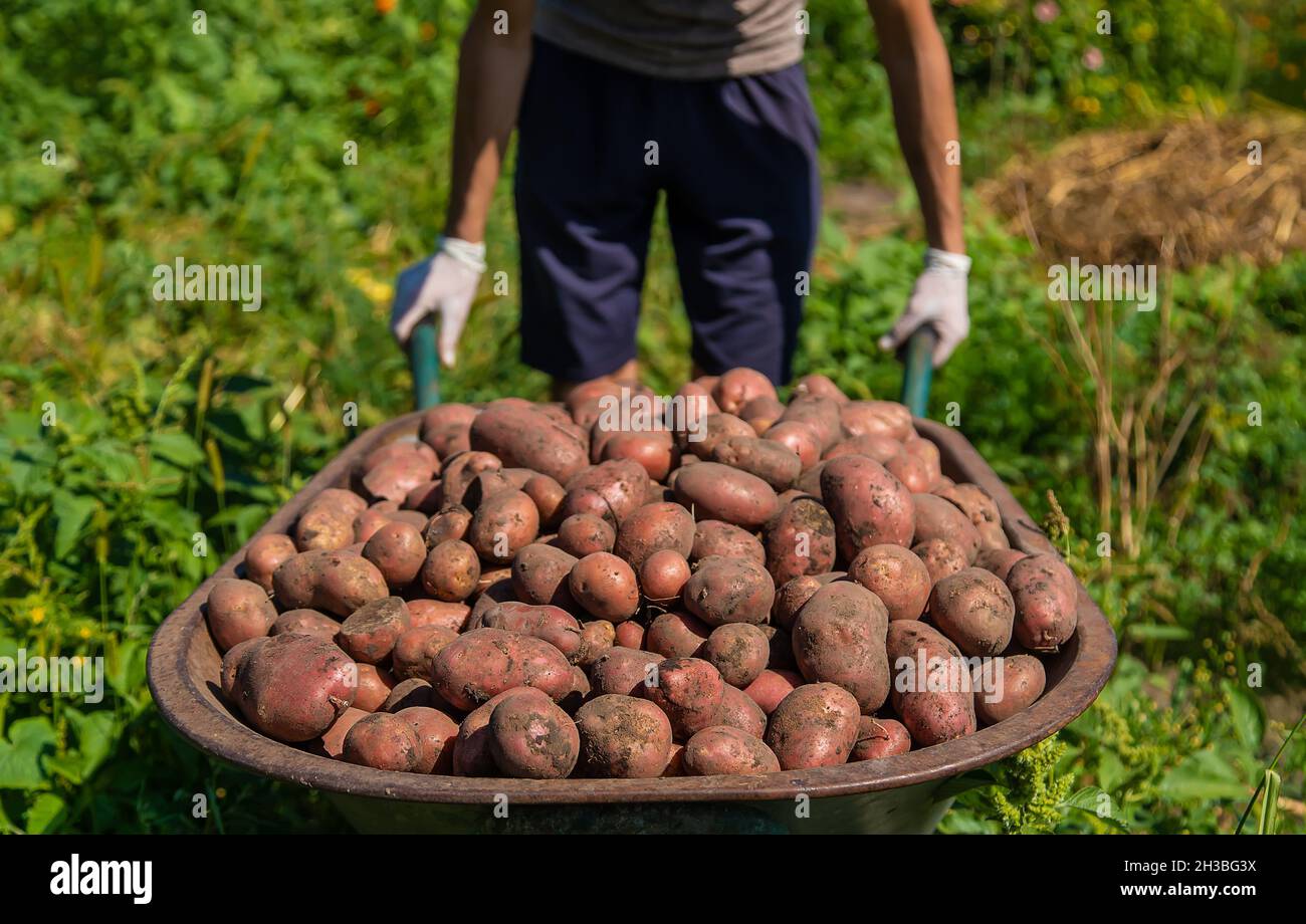 Harvest potatoes in the garden of a man farmer. Selective focus. Nature ...