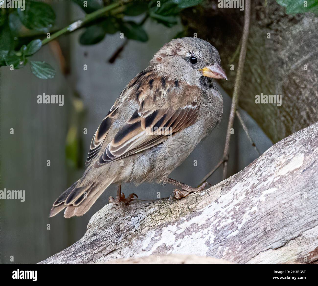 Close-up shot of a cute small rock sparrow Stock Photo - Alamy