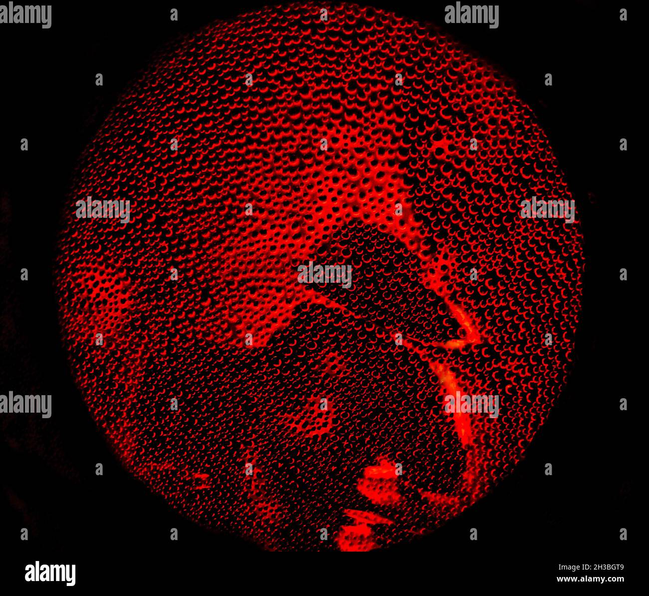 Microscopic view of a red textured surface for wallpaper and background ...