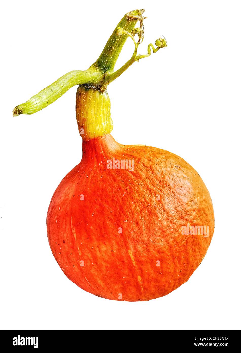 Vertical shot of an onion isolated on a white background Stock Photo ...