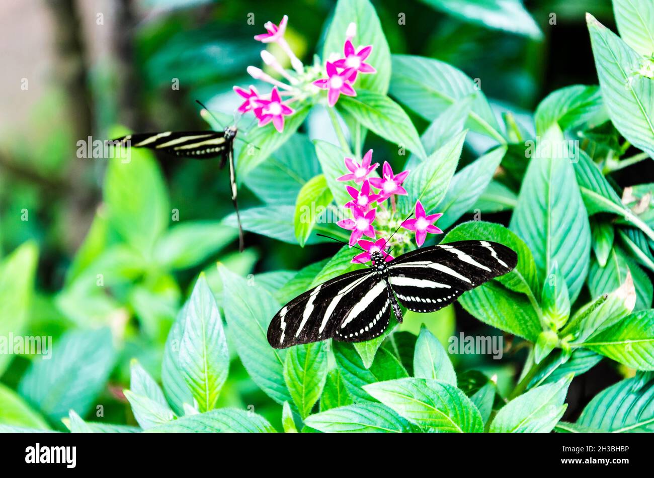 Beautiful Zebra Butterfly Heliconius Charithonia on green leaves in the ...