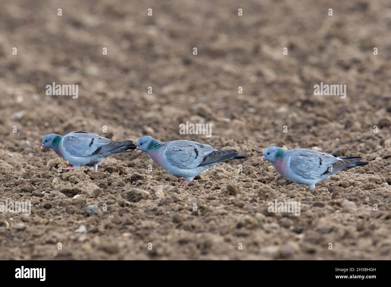 Three stock doves (Columba oenas) foraging in field, looking to eat ...