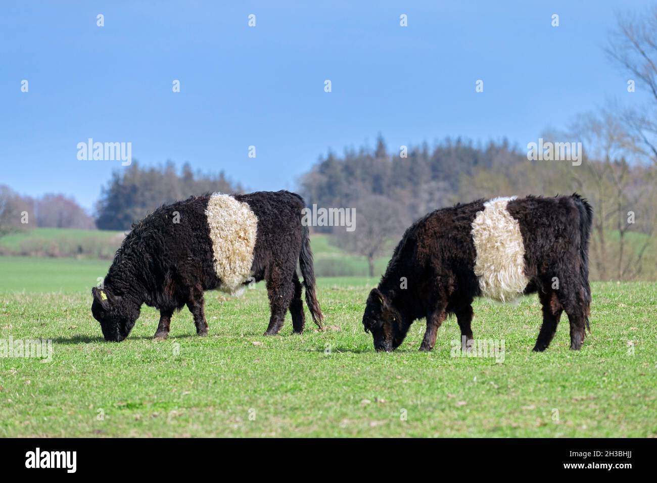 Two Belted Galloways, traditional Scottish breed of beef cattle, cows ...