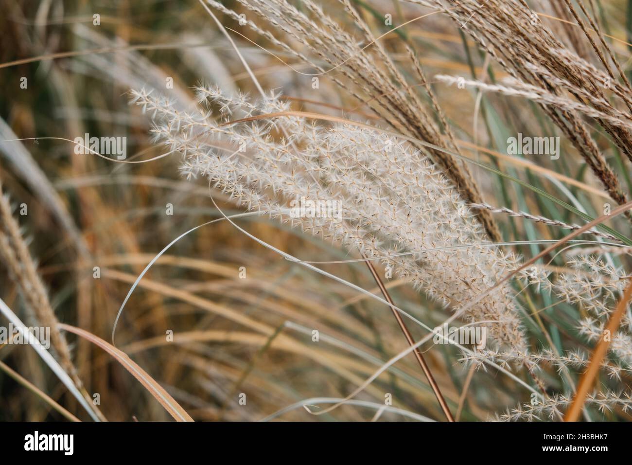 Decorative grass Miscanthus plants. Dried panicle grass texture ...