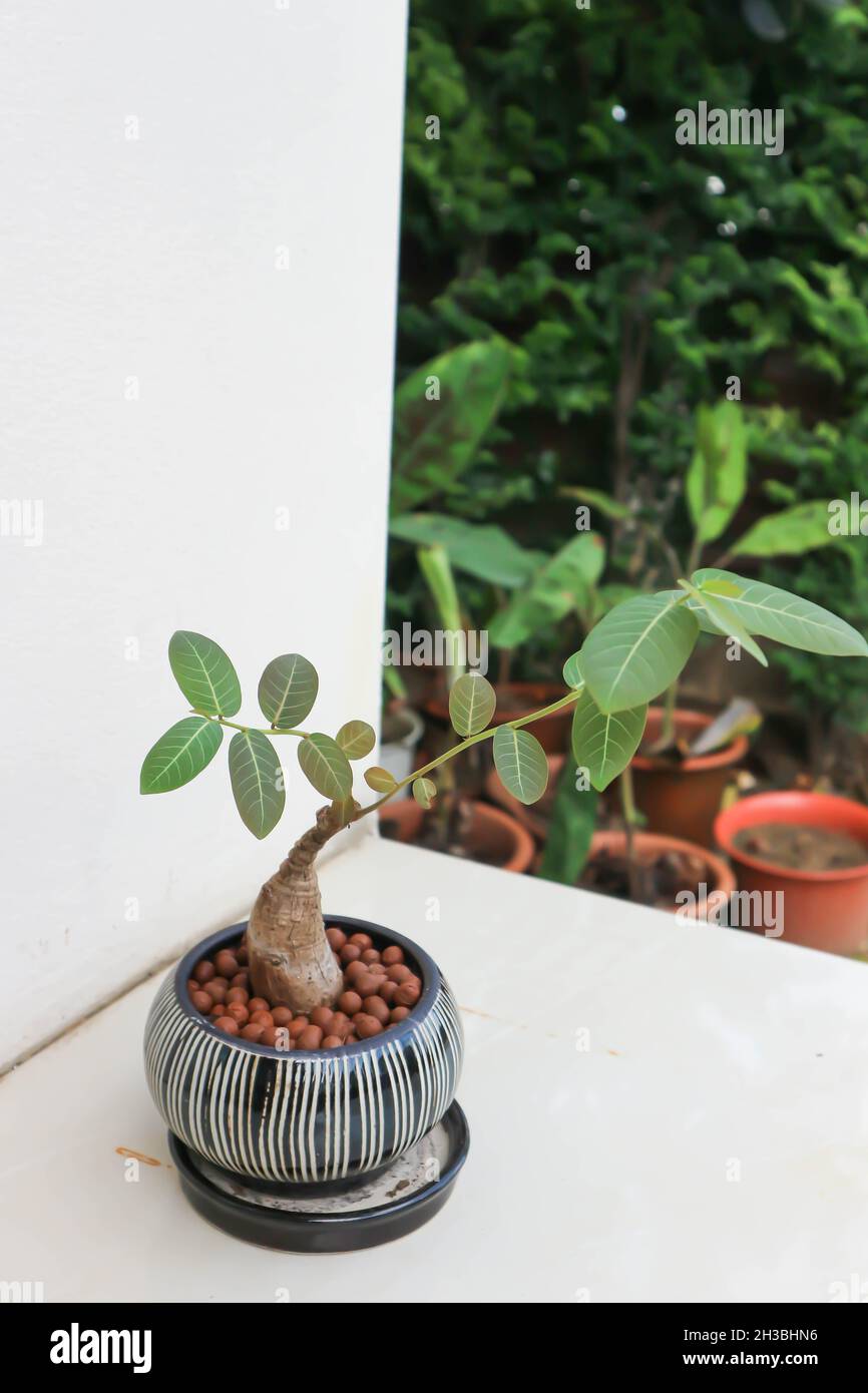 Phyllanthus mirabilis , Phyllanthaceae plant in the flowerpot Stock ...