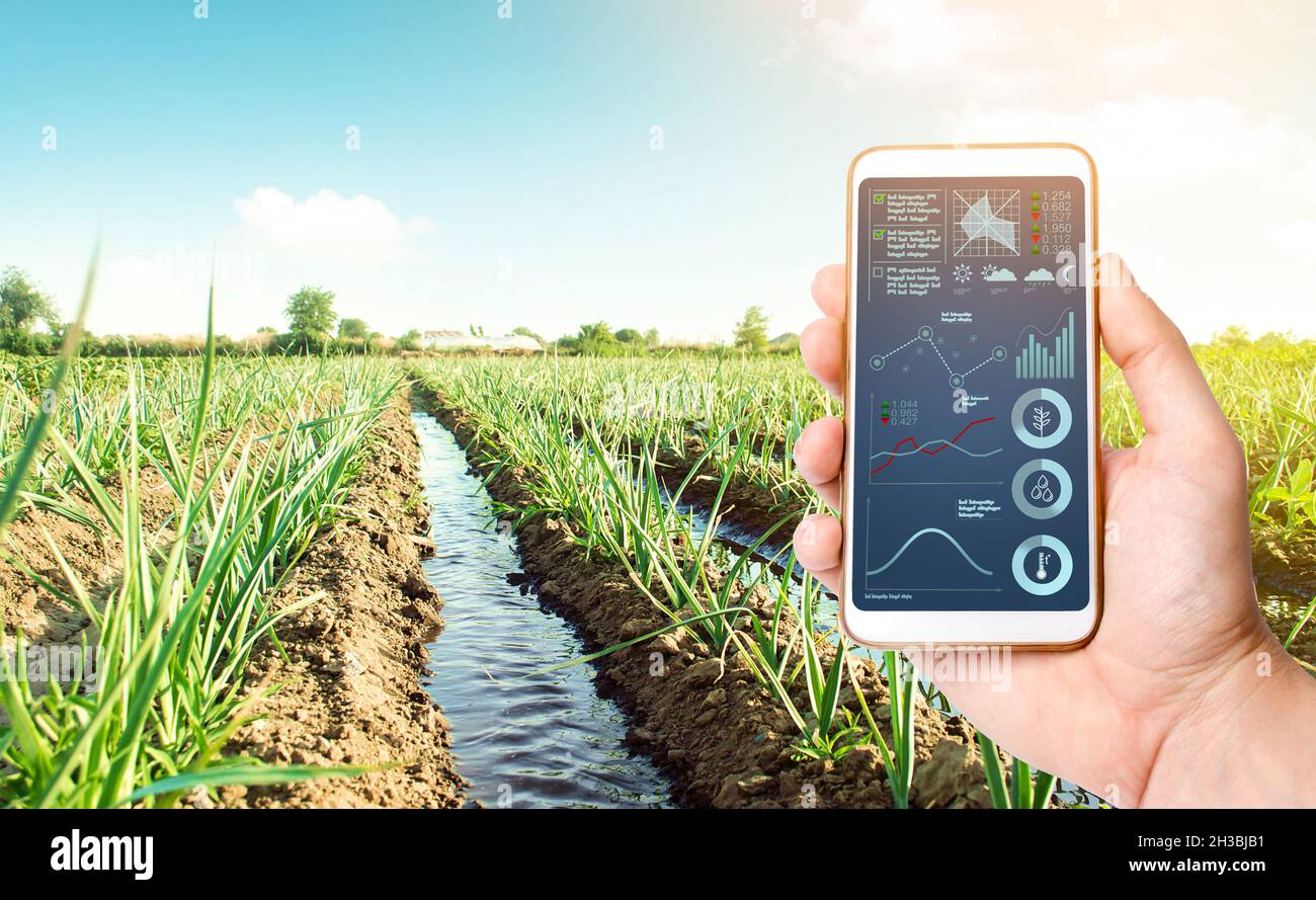 A hand with a phone and a leek onion plantation Landscape. Agribusiness ...