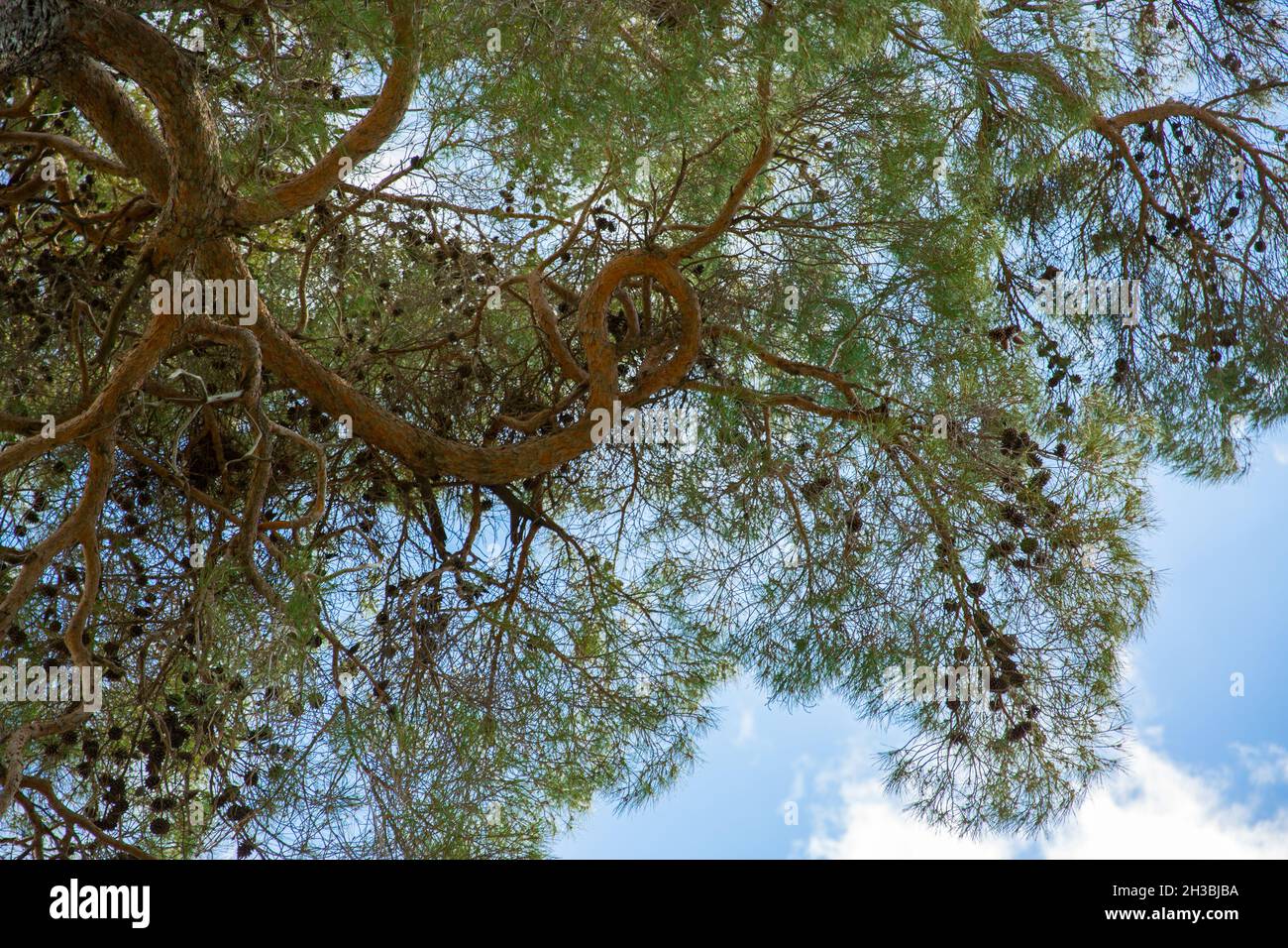 Alone Cedar tree (cedar pine) against blue sky with clouds background Stock Photo - Alamy