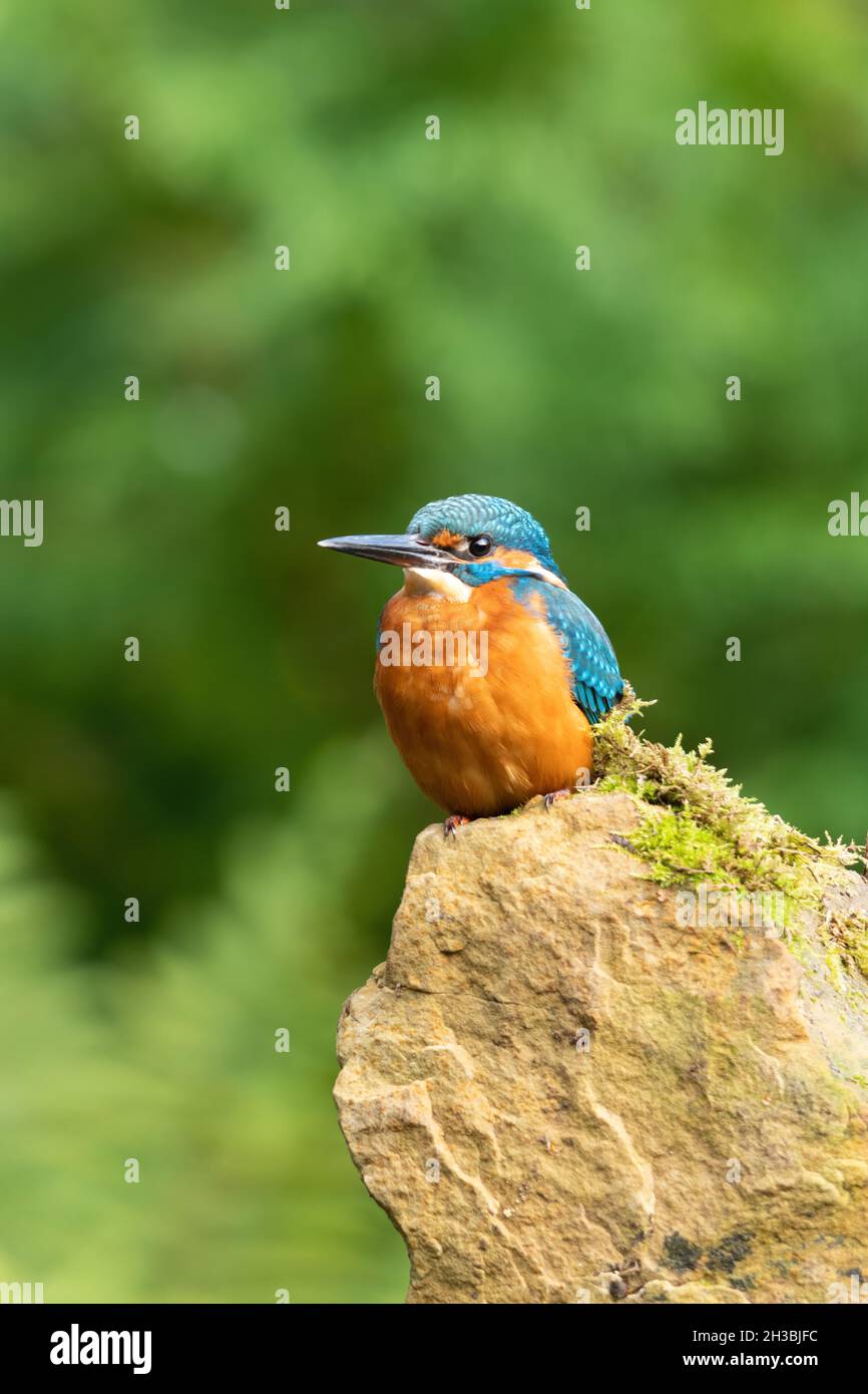 Kingfisher (Alcedo atthis), a colourful british bird on a perch, UK ...